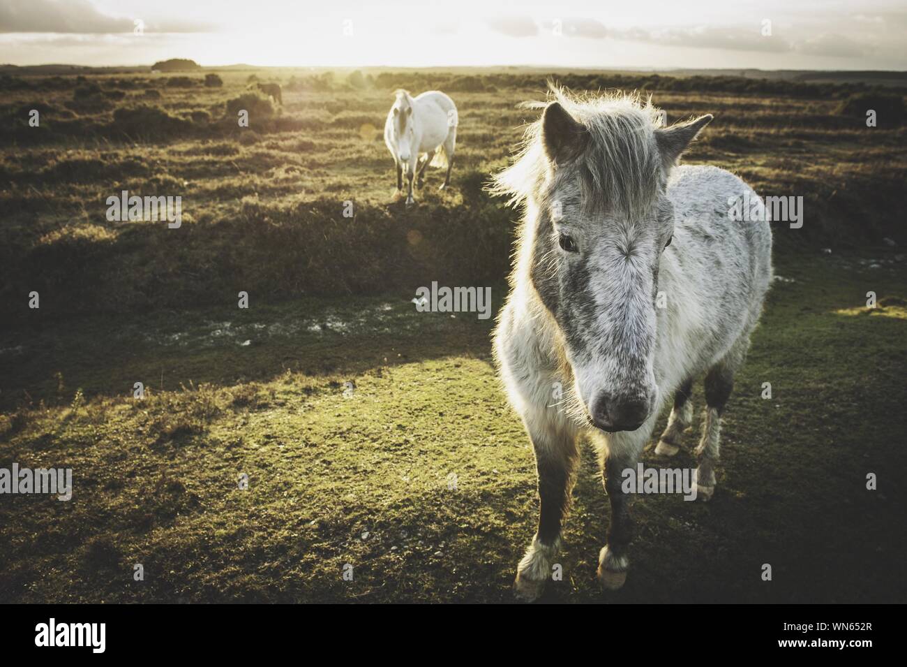 Two ponies standing hi-res stock photography and images - Alamy
