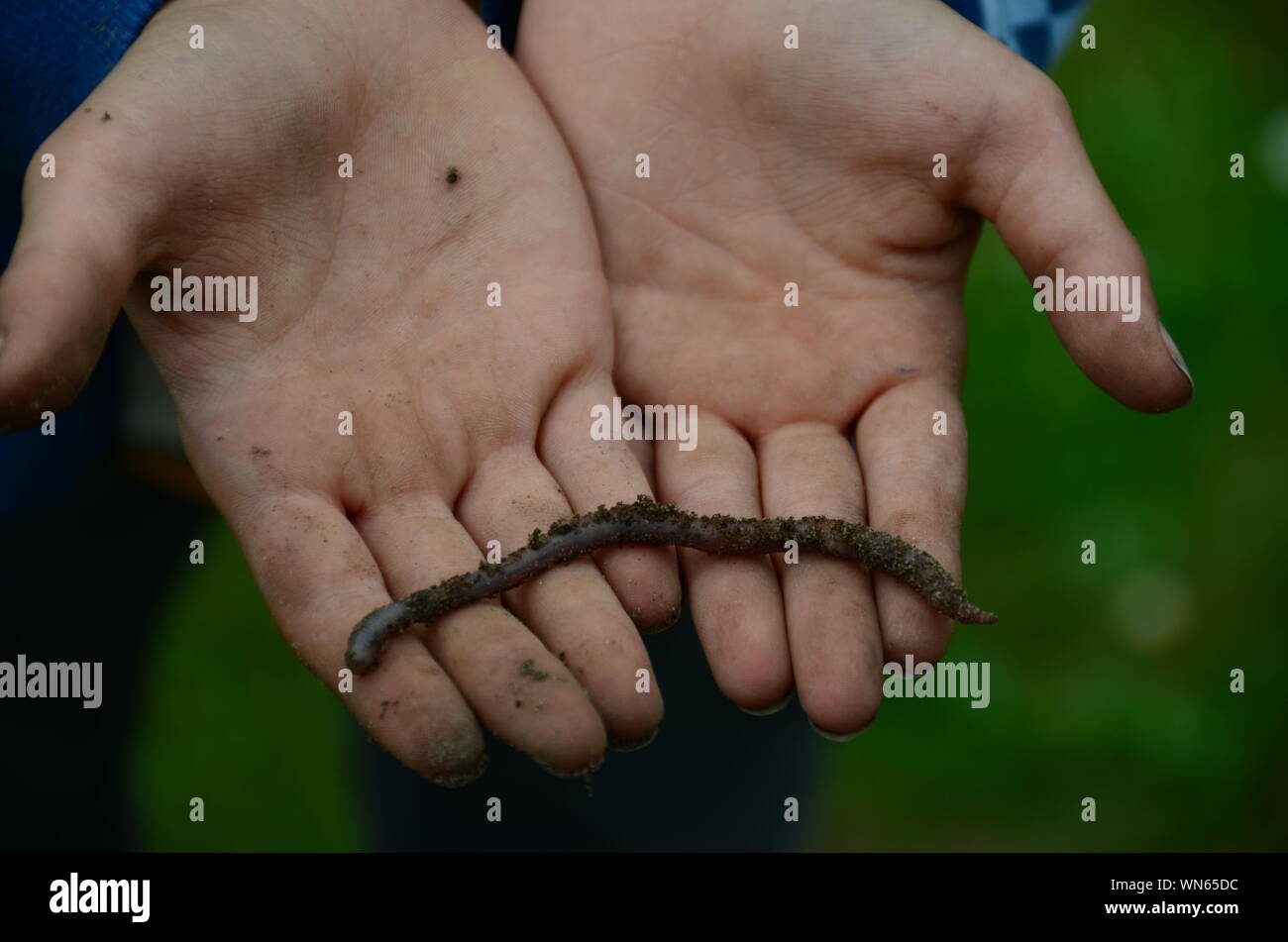 Holding Worm High Resolution Stock Photography and Images - Alamy
