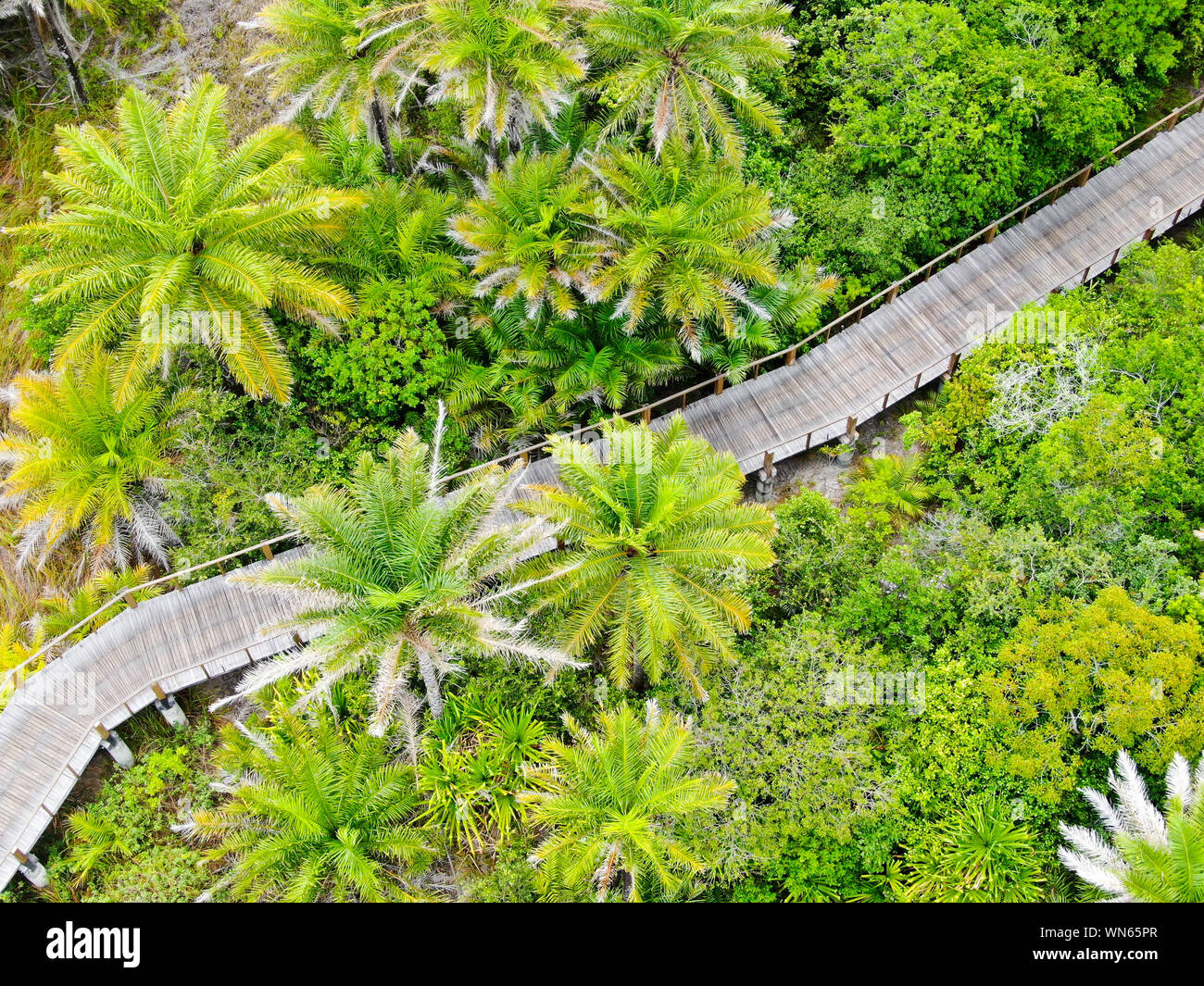 Aerial view of wooded bridge over the tropical forest. Wooden bridge ...