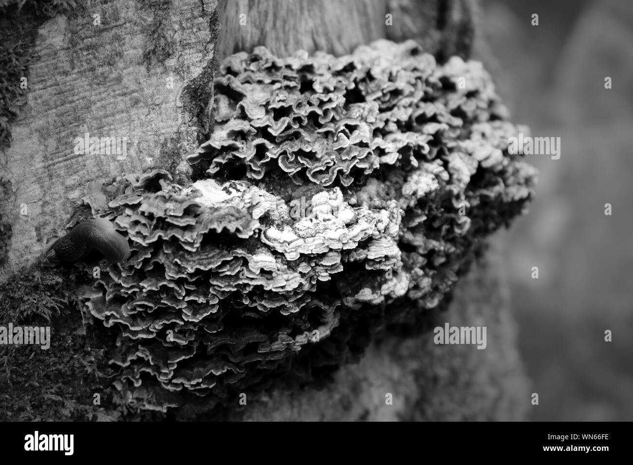 Moss detail Black and White Stock Photos & Images - Alamy