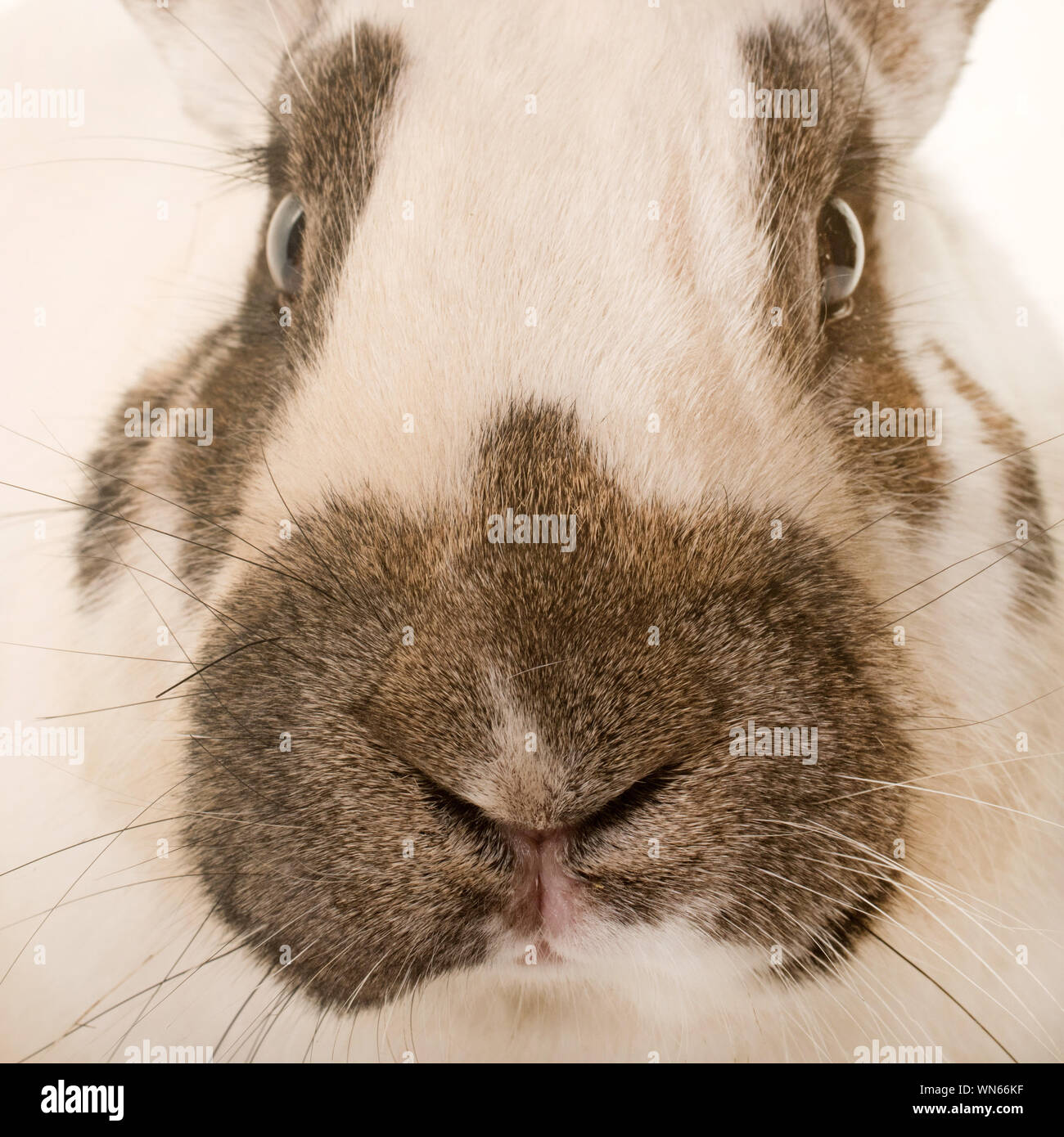 Rabbit mouth hi-res stock photography and images - Alamy