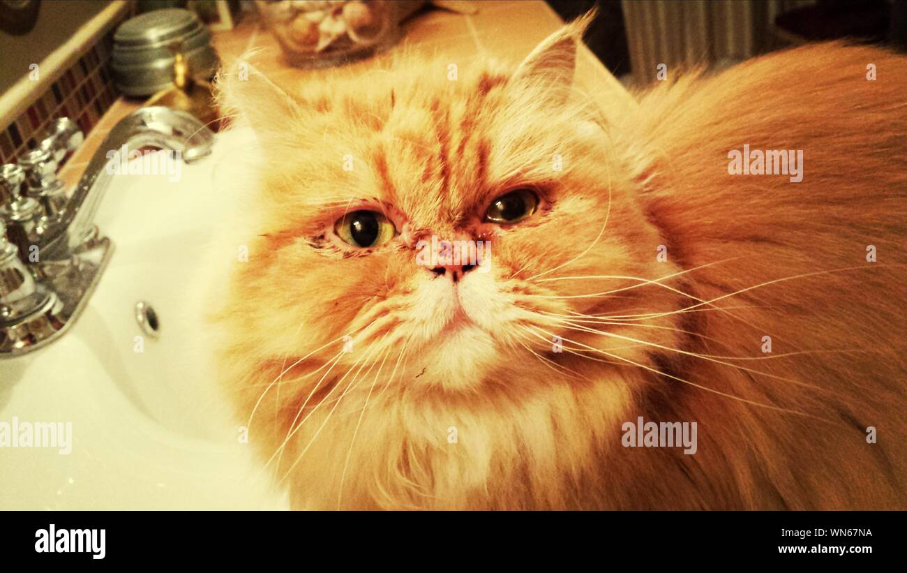 Cat In Bathroom Stock Photo - Alamy