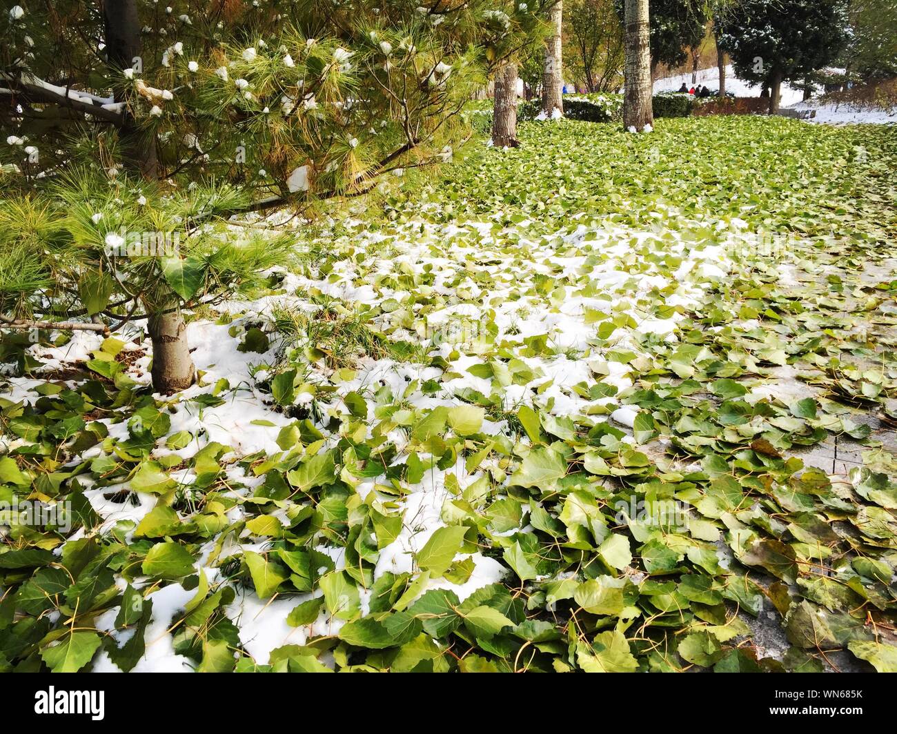 Fallen Leaves On Snow Covered Ground Stock Photo - Alamy