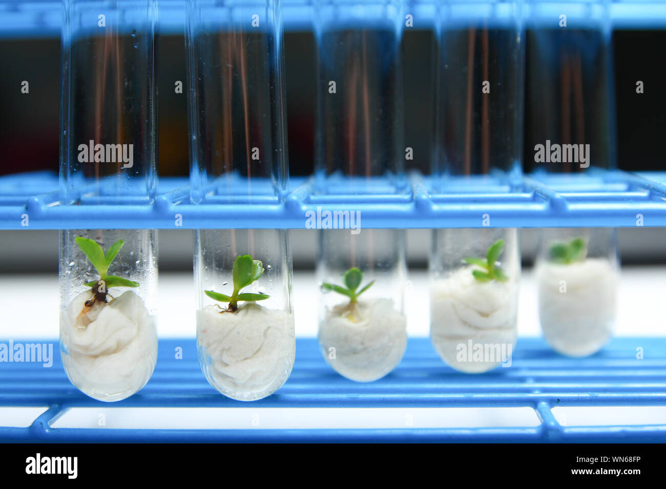 Test Plants High Resolution Stock Photography and Images - Alamy