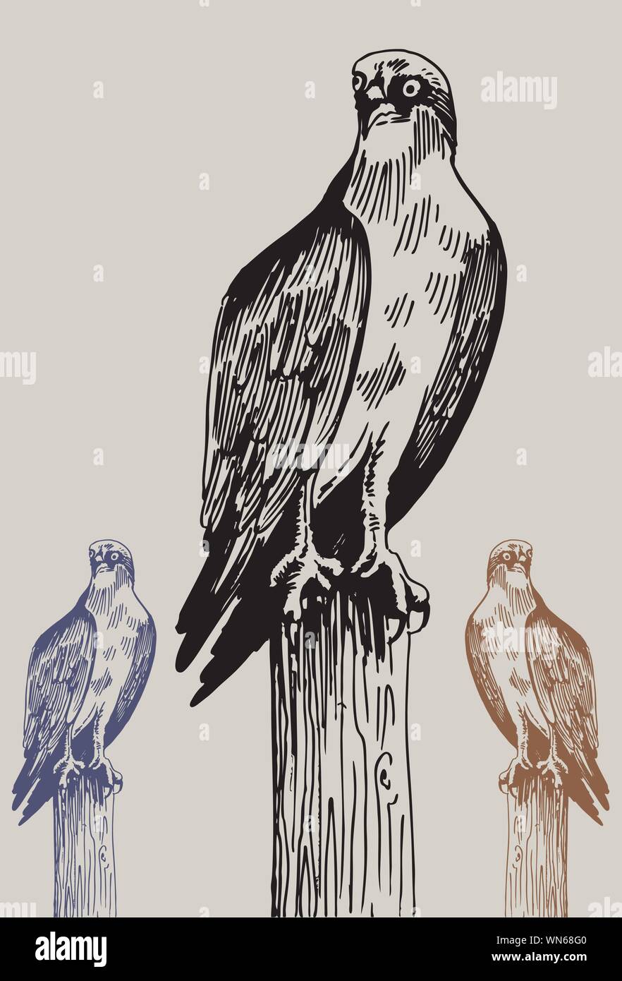 Hand Drawn Bird Stock Vector Image & Art - Alamy