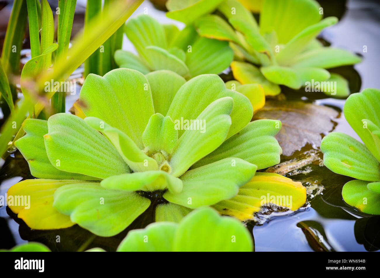 Beautiful lettuce hi-res stock photography and images - Alamy