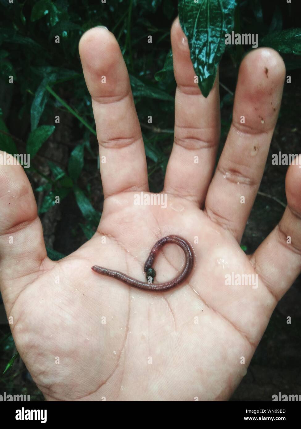 Dead worm hi-res stock photography and images - Alamy
