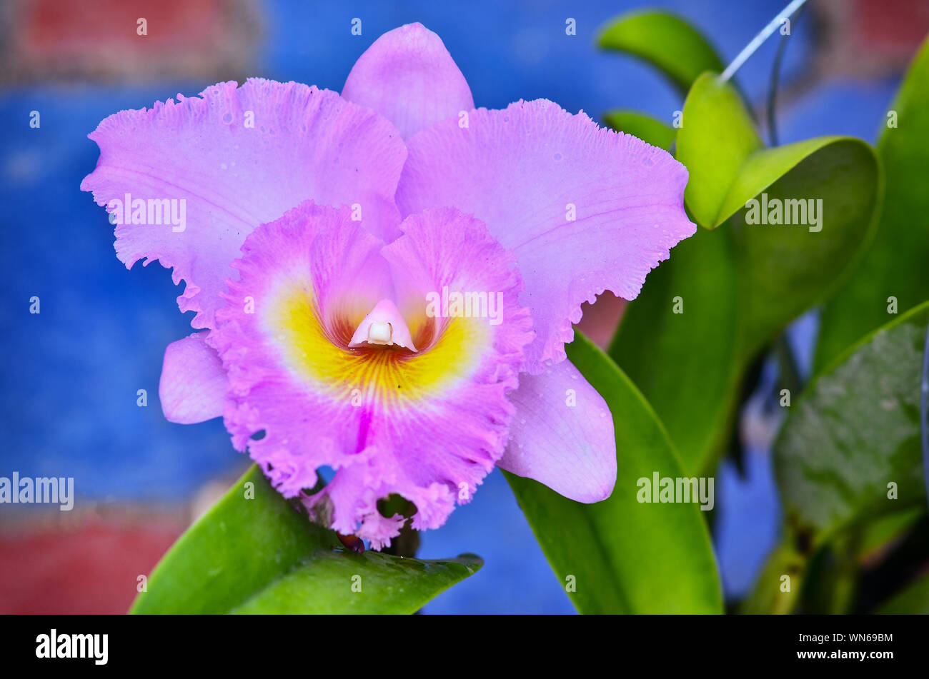 cattleya orchid blooming in garden Stock Photo - Alamy
