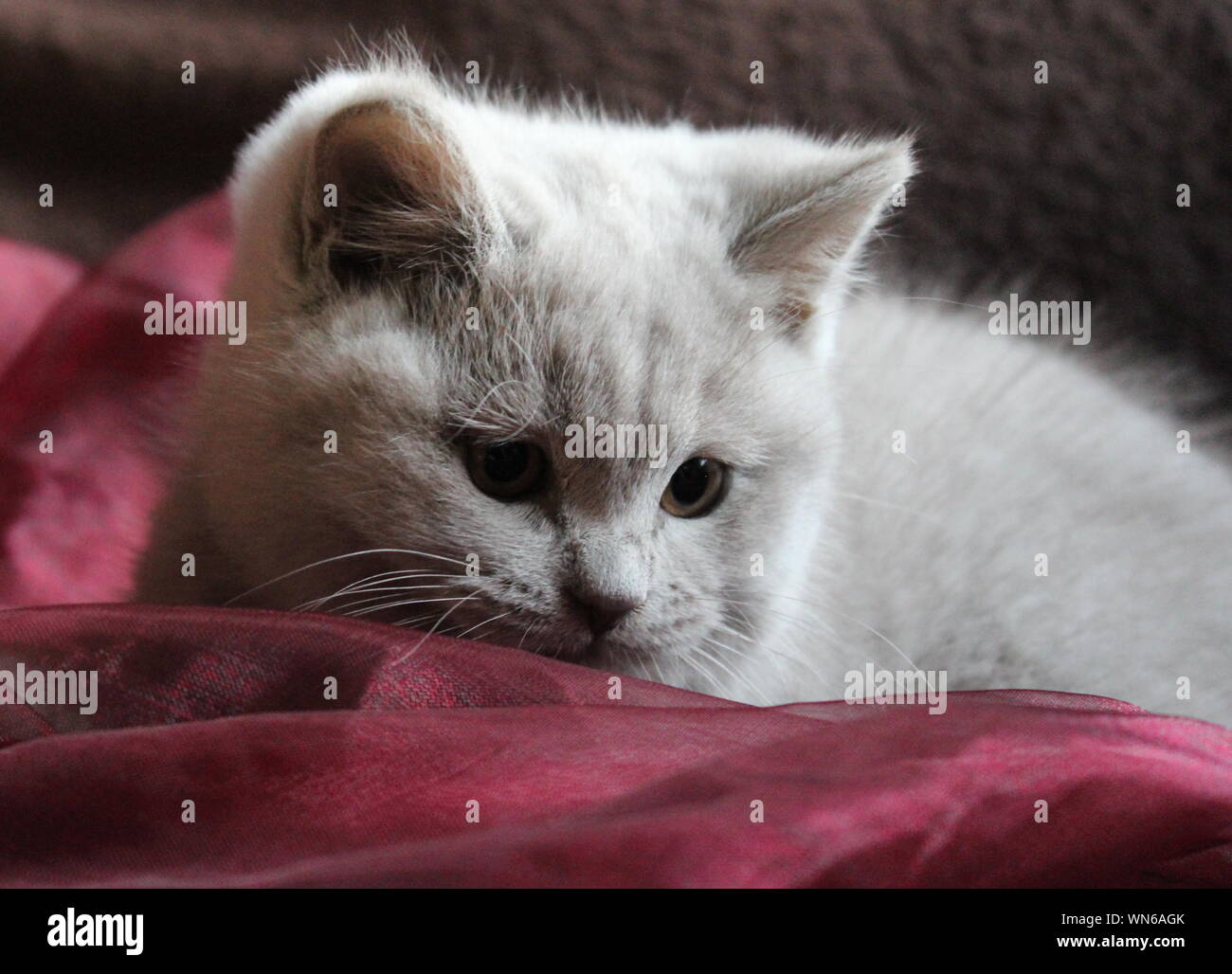 Maroon cat hi-res stock photography and images - Alamy