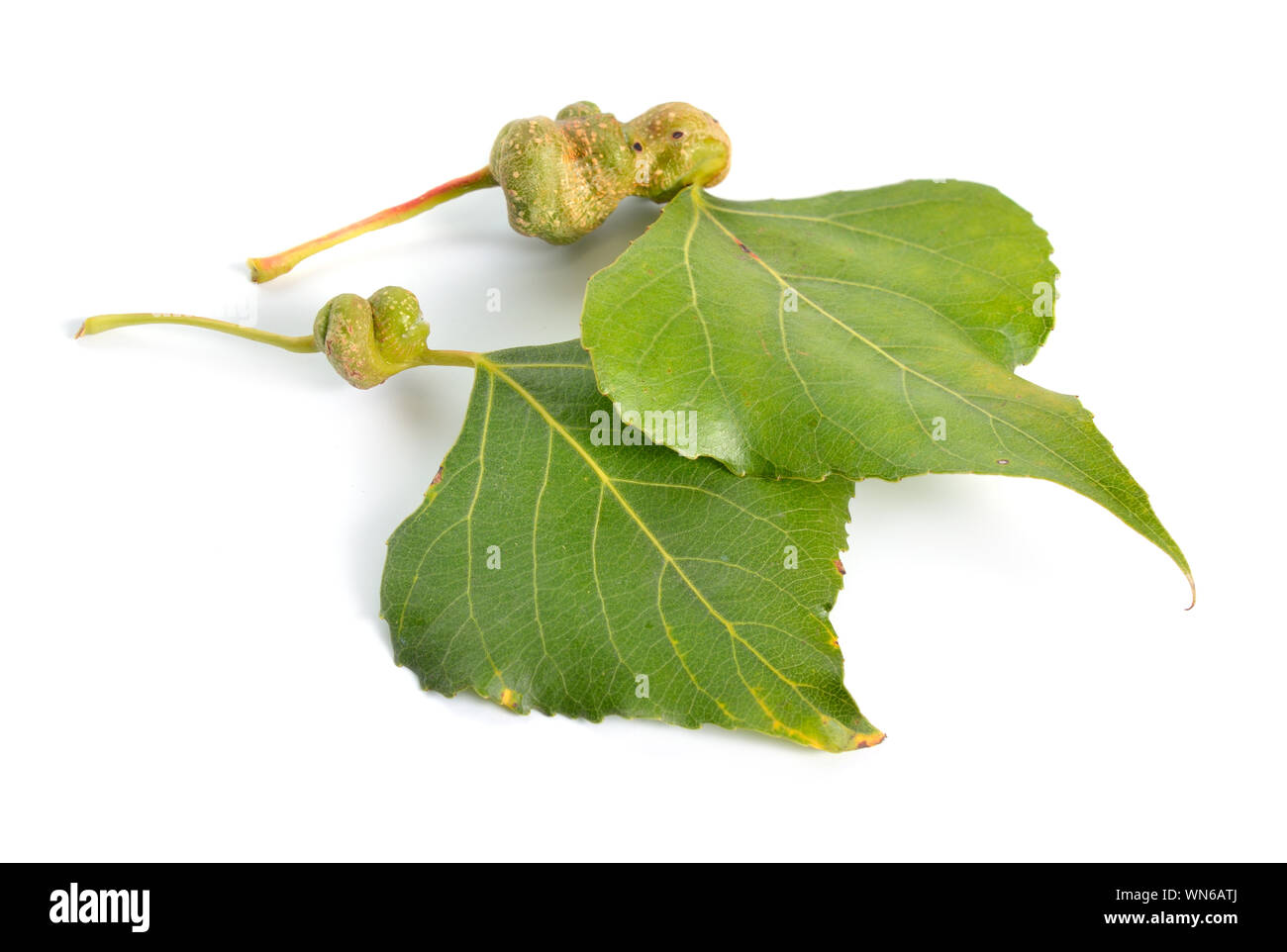 Aspen leaf galls hi-res stock photography and images - Alamy