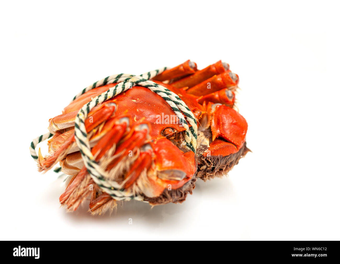 Shanghai hairy crab Cut Out Stock Images & Pictures - Alamy