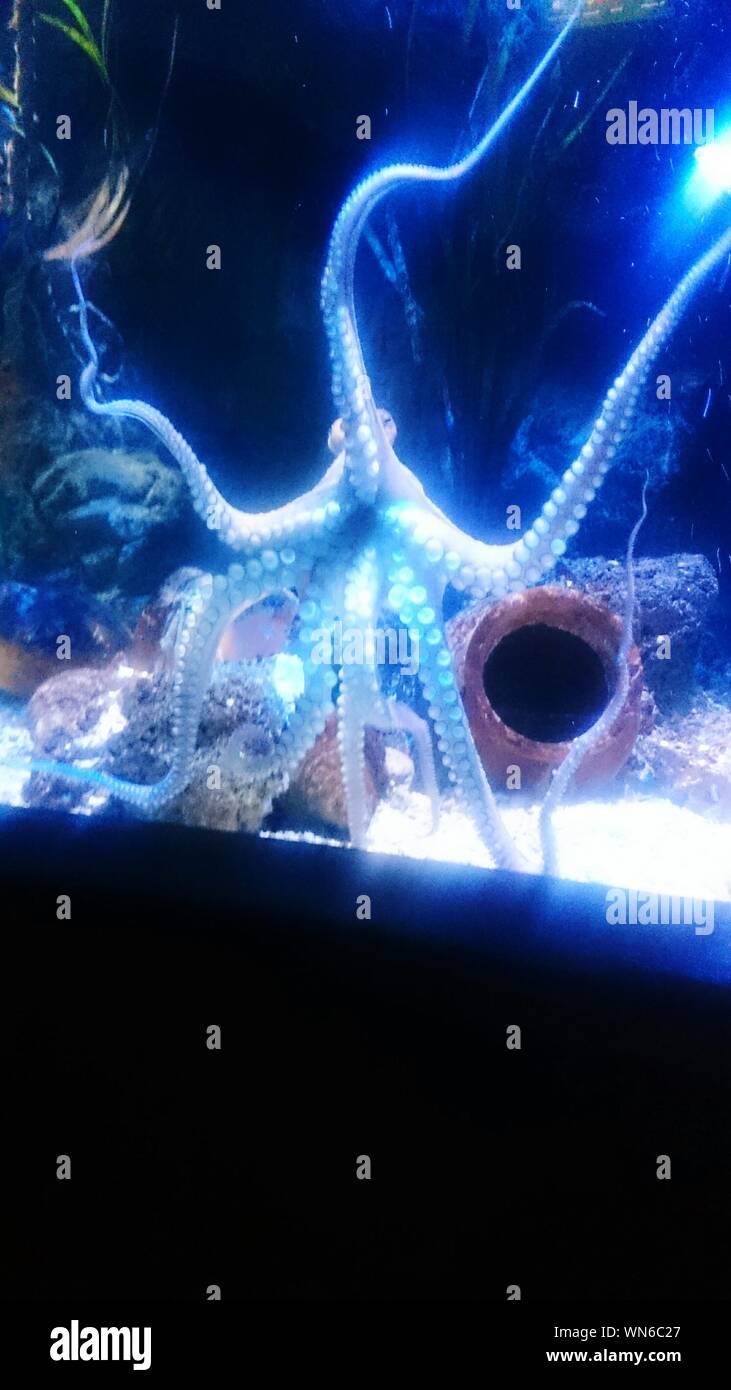 Octopus in aquarium hi-res stock photography and images - Alamy