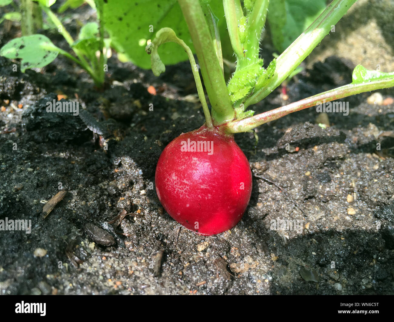 Pink beauty radishes hi-res stock photography and images - Alamy