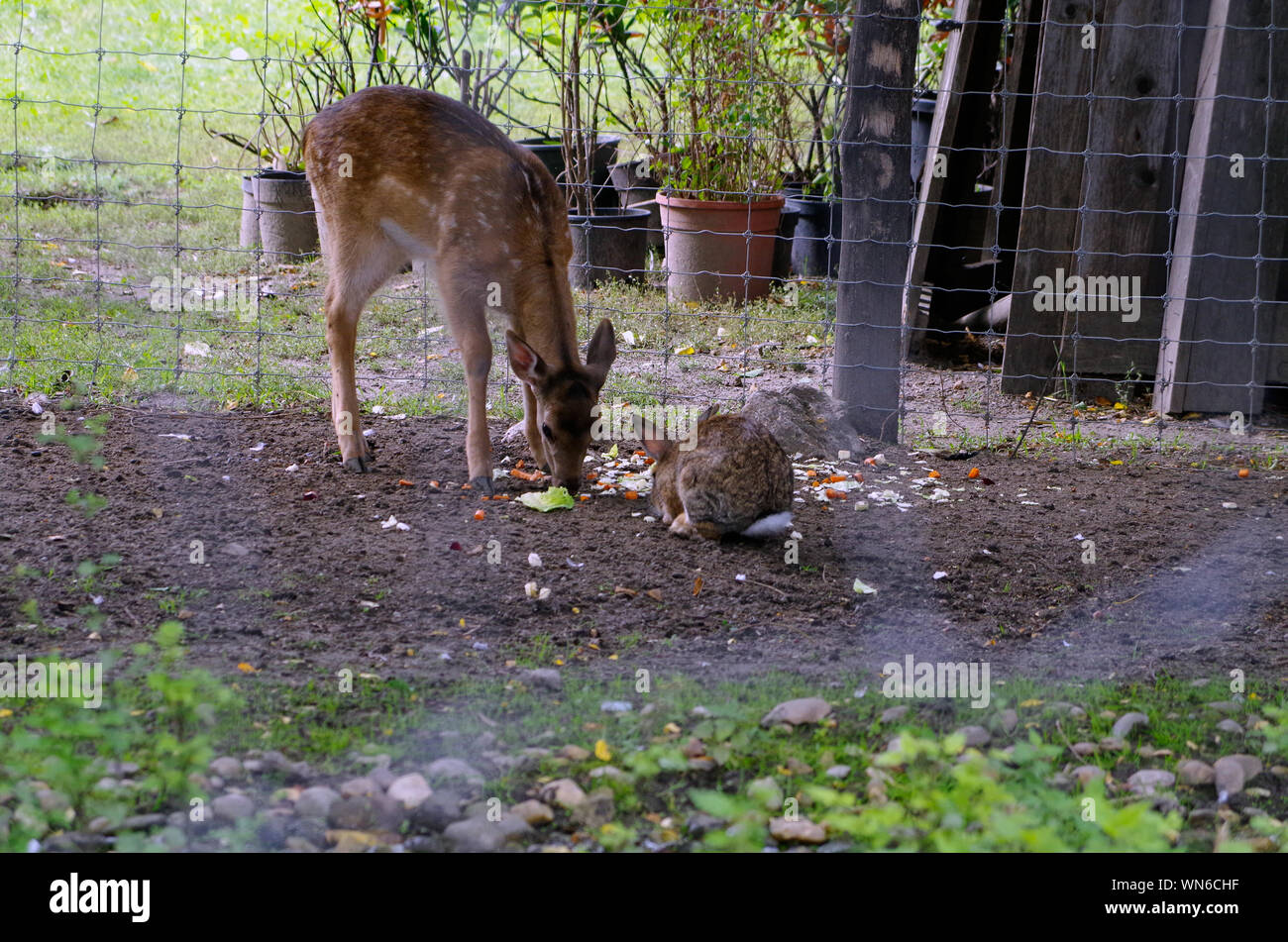 Rabbit and deer hi-res stock photography and images - Alamy