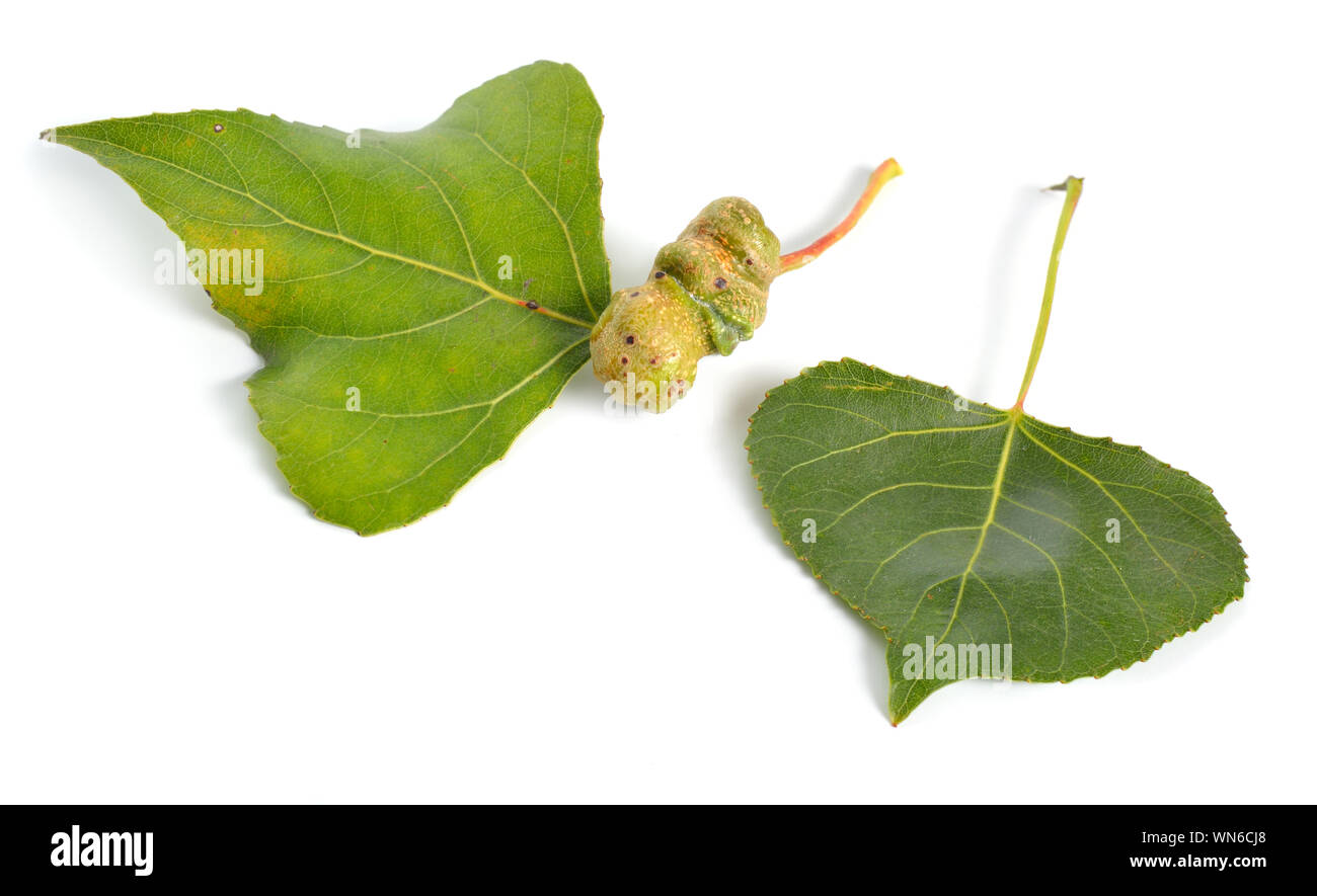 Aspen leaf galls hi-res stock photography and images - Alamy