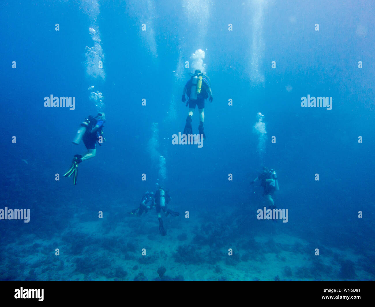 Scuba Diving in the Red Sea Stock Photo - Alamy
