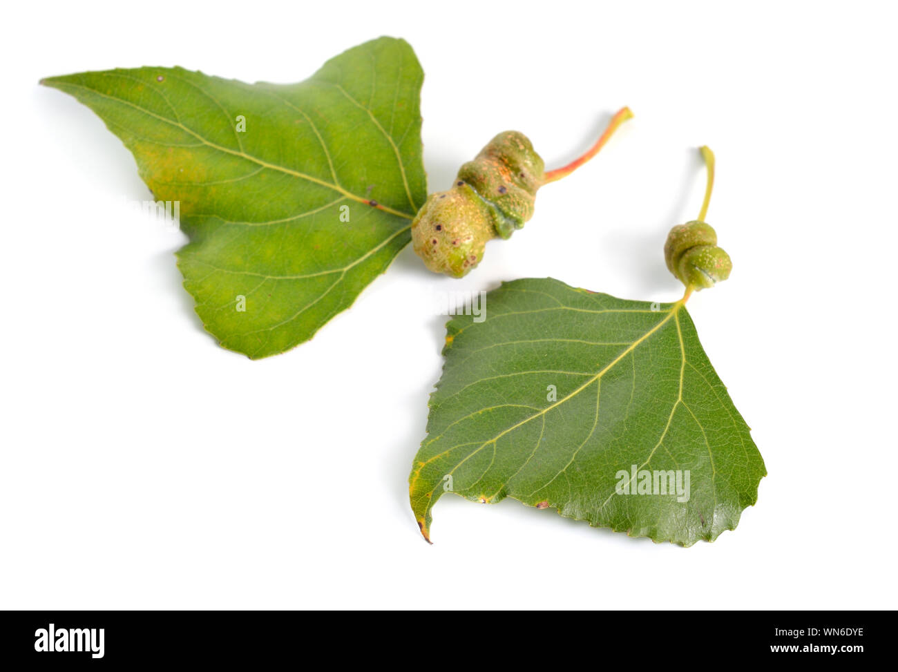 Aspen leaf galls hi-res stock photography and images - Alamy