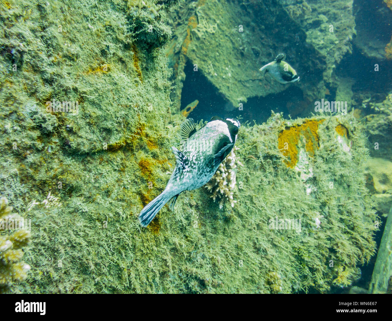 Masked Puffer Fish Stock Photo - Alamy