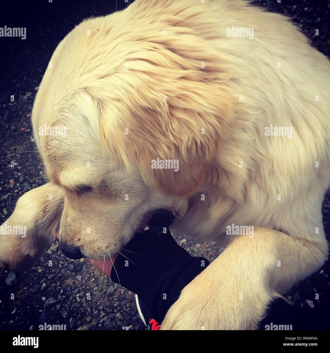 Hand biting hi-res stock photography and images - Alamy