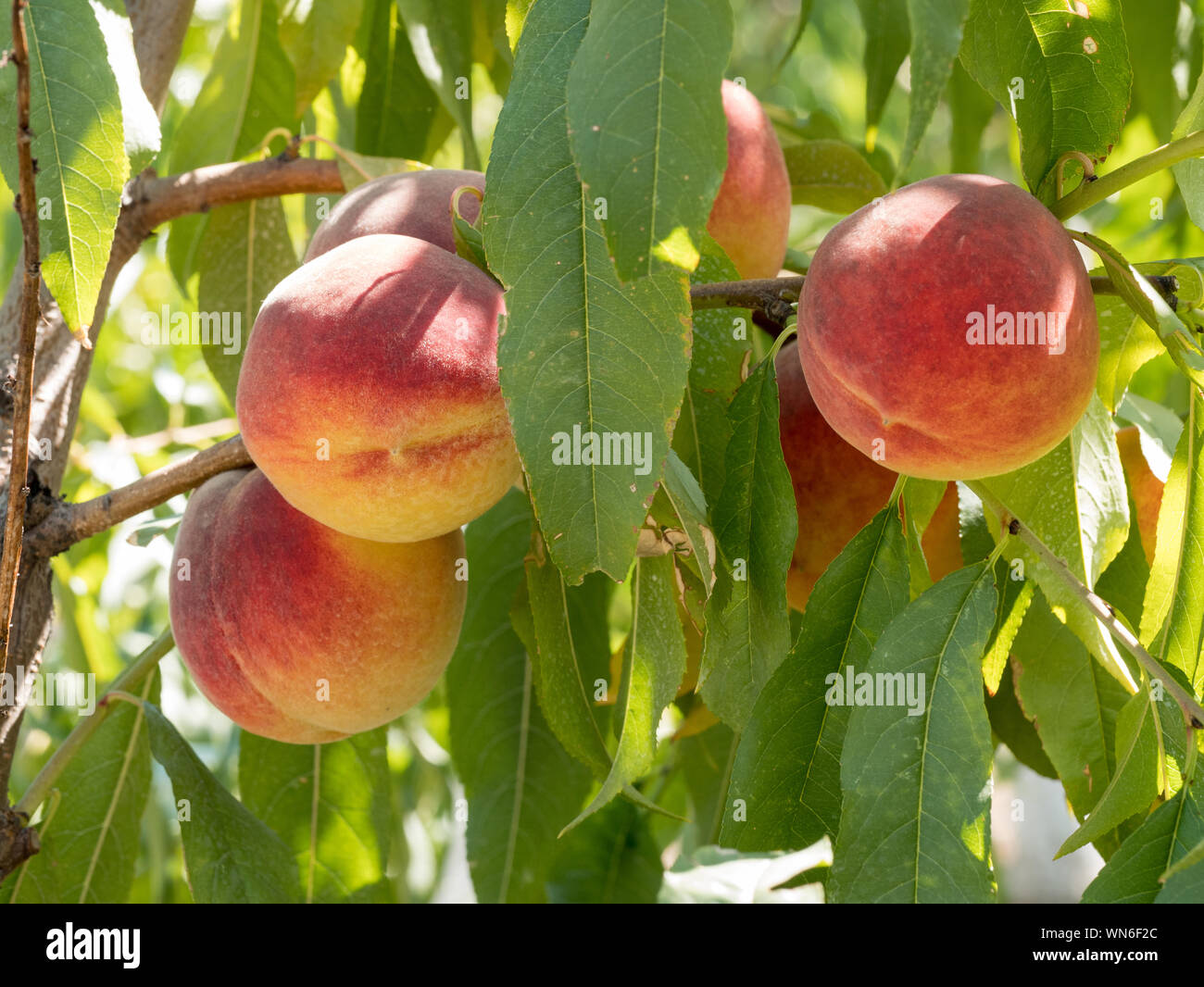 Peach growing in tree hi-res stock photography and images - Alamy