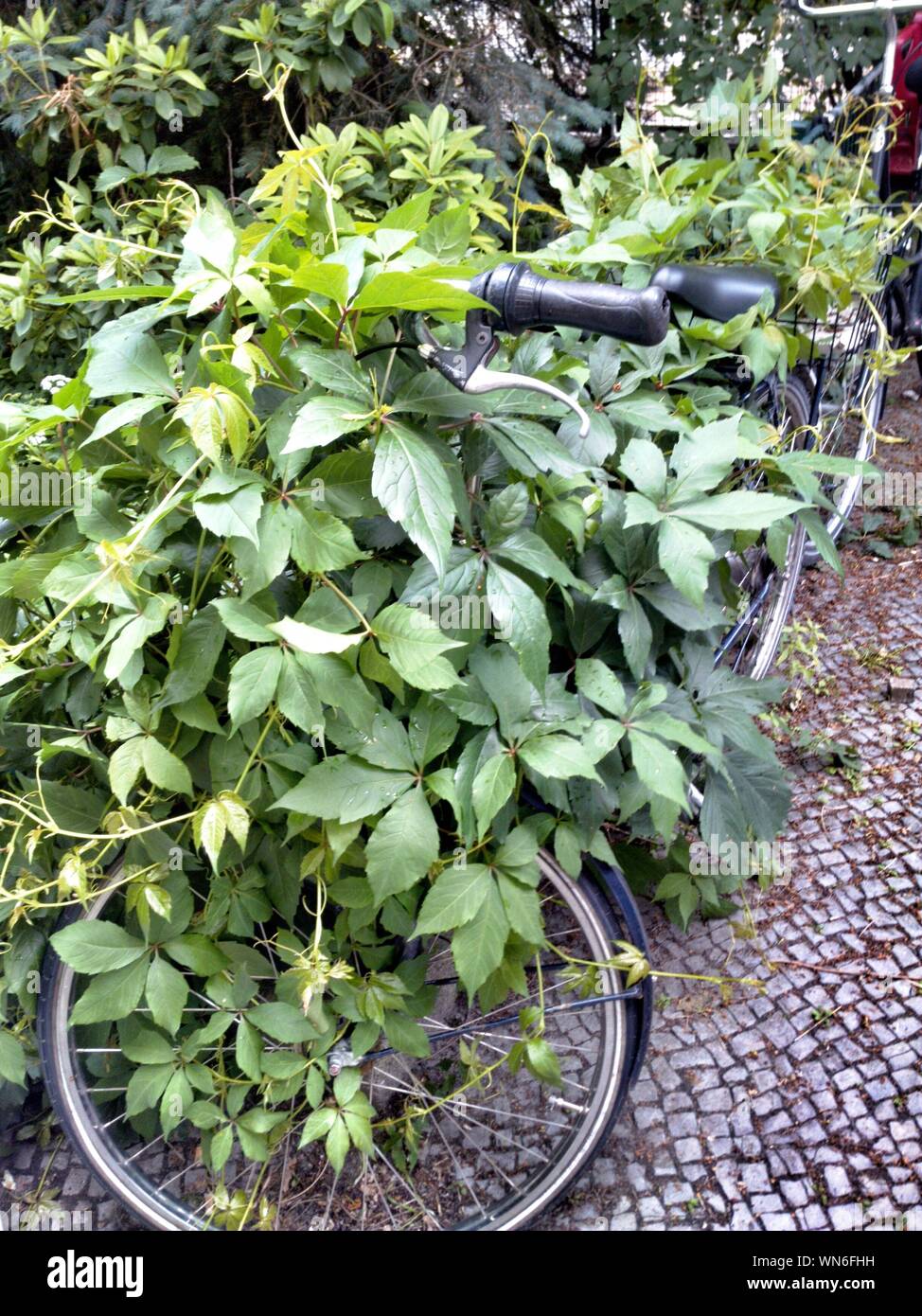 In thick bush in thick bush hi-res stock photography and images - Alamy