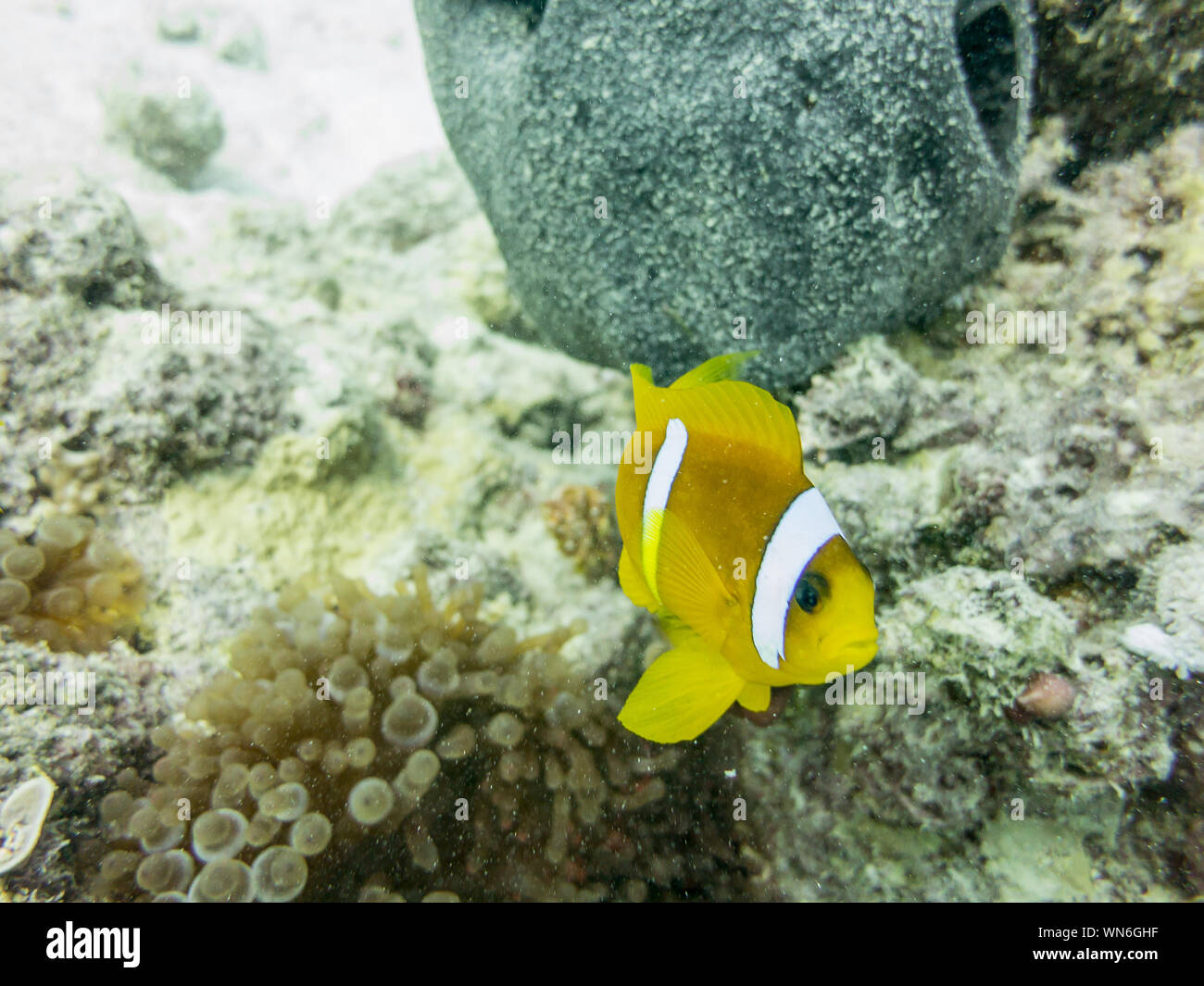 Red Sea Anemone fish Stock Photo - Alamy