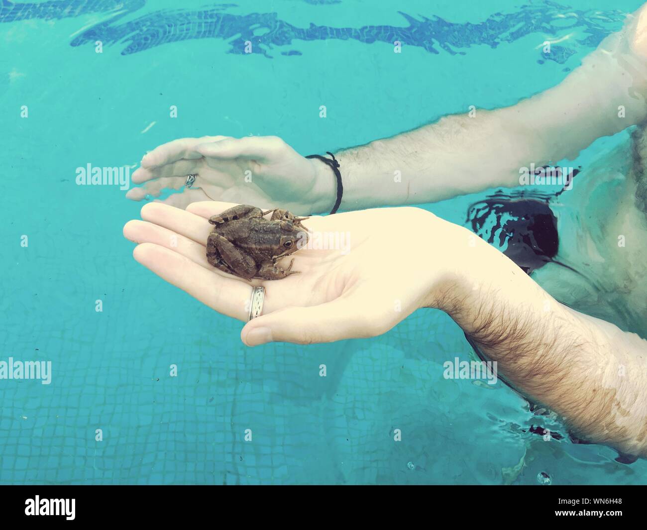 Swimming pool with frog hi-res stock photography and images - Alamy
