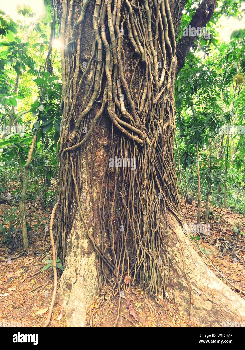Tree lianas hi-res stock photography and images - Alamy