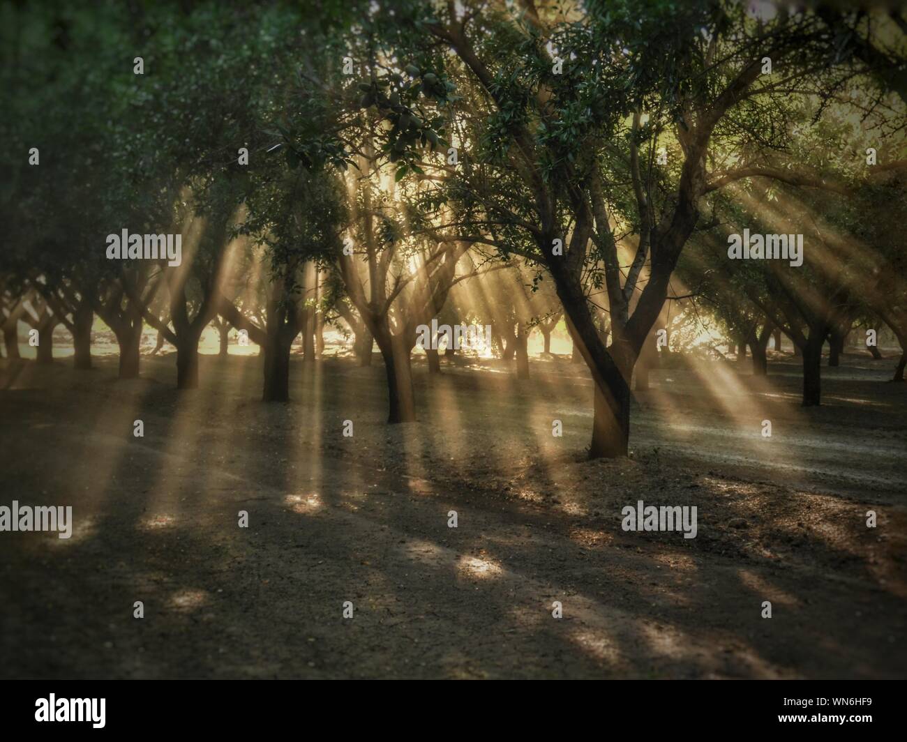 Olive trees scene view view hi-res stock photography and images - Alamy