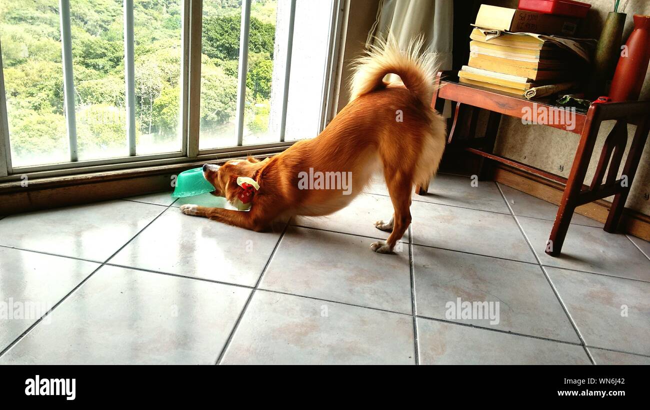 Pushing dog hi-res stock photography and images - Alamy