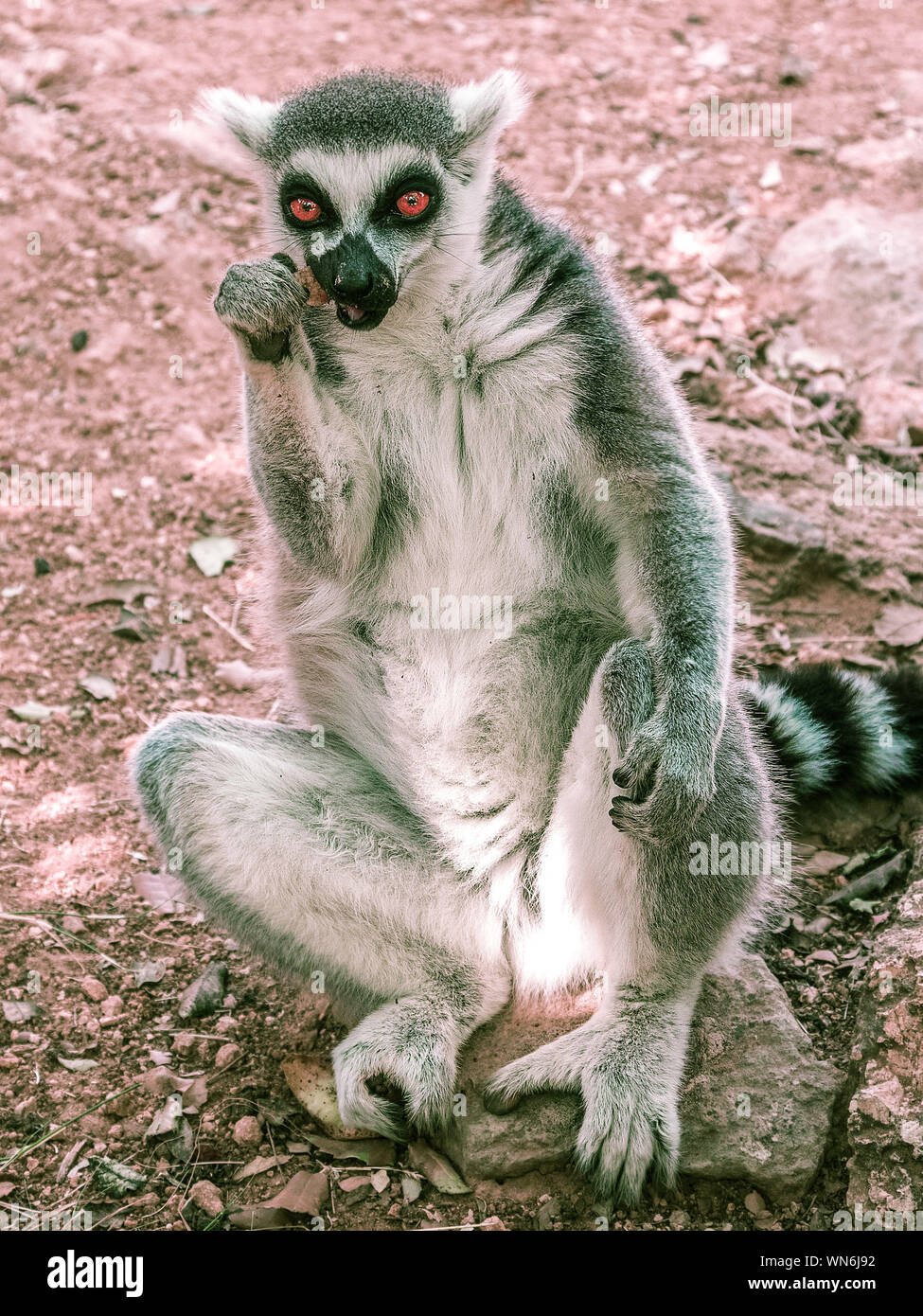 Lemur sitting up hi-res stock photography and images - Alamy