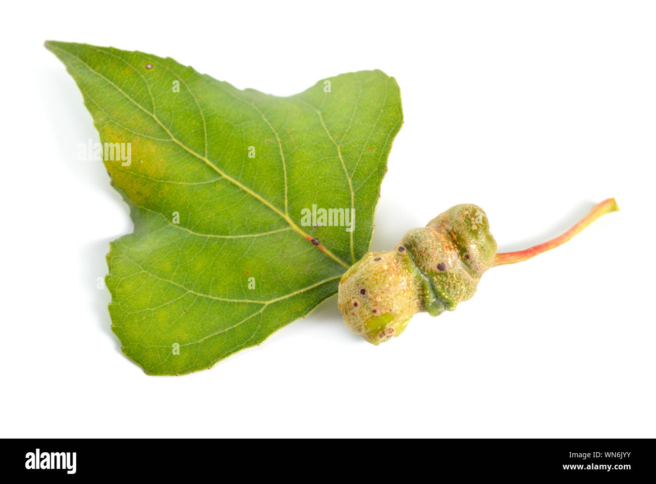 Aspen leaf galls hi-res stock photography and images - Alamy