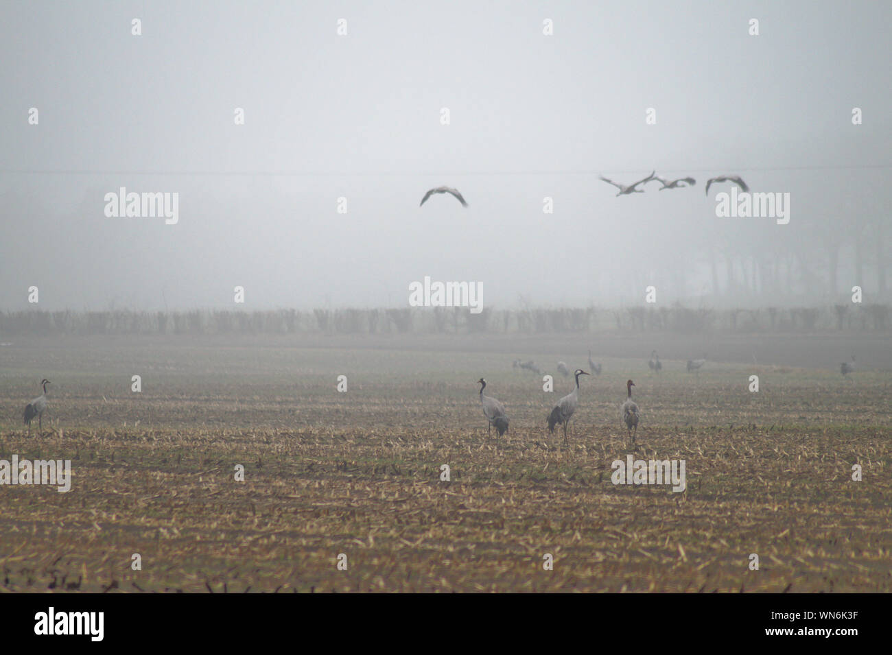 Birds for all weather hi-res stock photography and images - Alamy