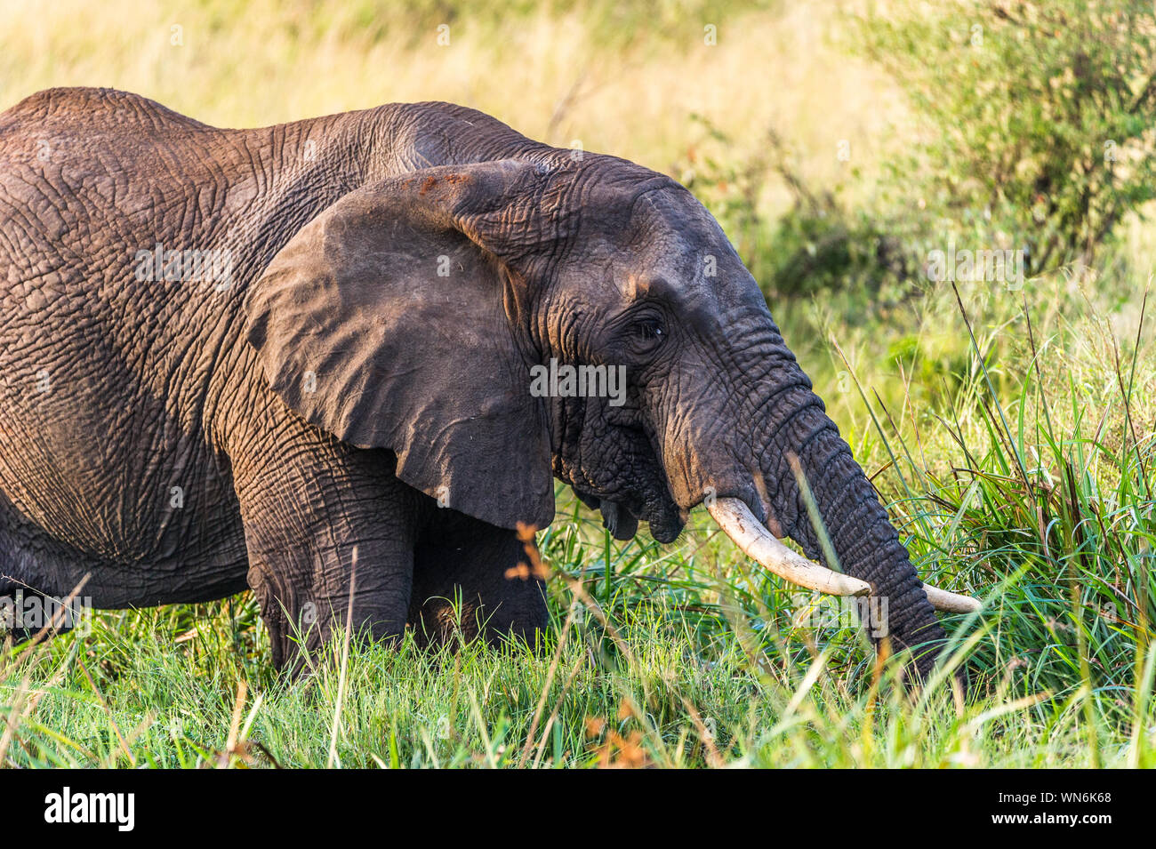 Elephant in grass hi-res stock photography and images - Alamy
