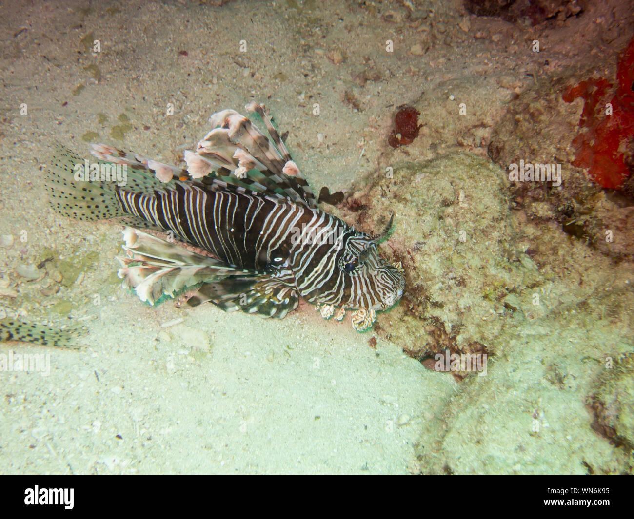 Lion fish in the Red Sea Stock Photo - Alamy