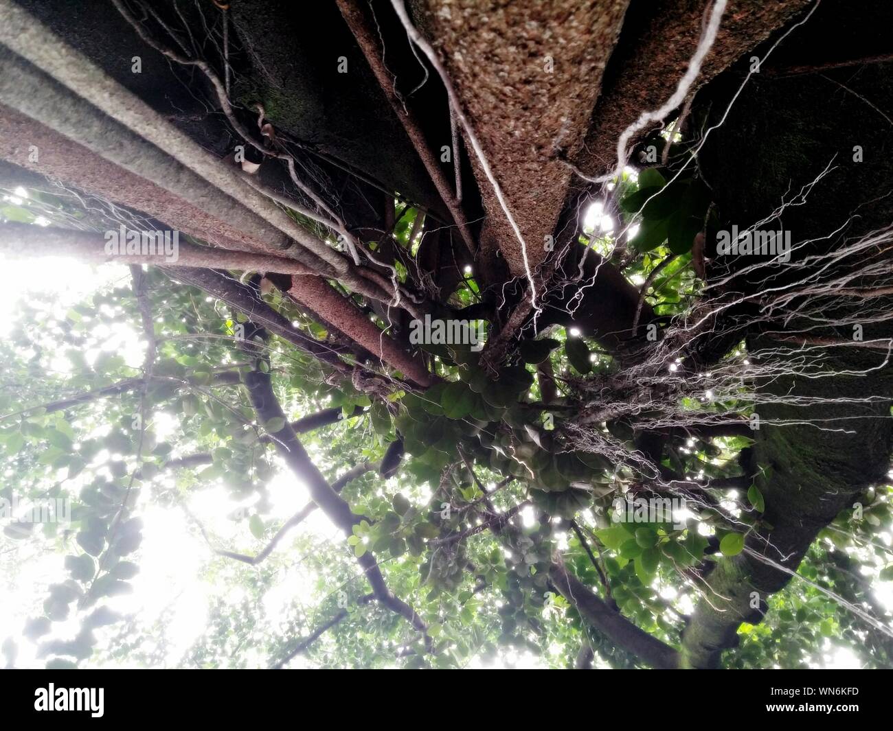 Low Hanging Branches High Resolution Stock Photography and Images - Alamy