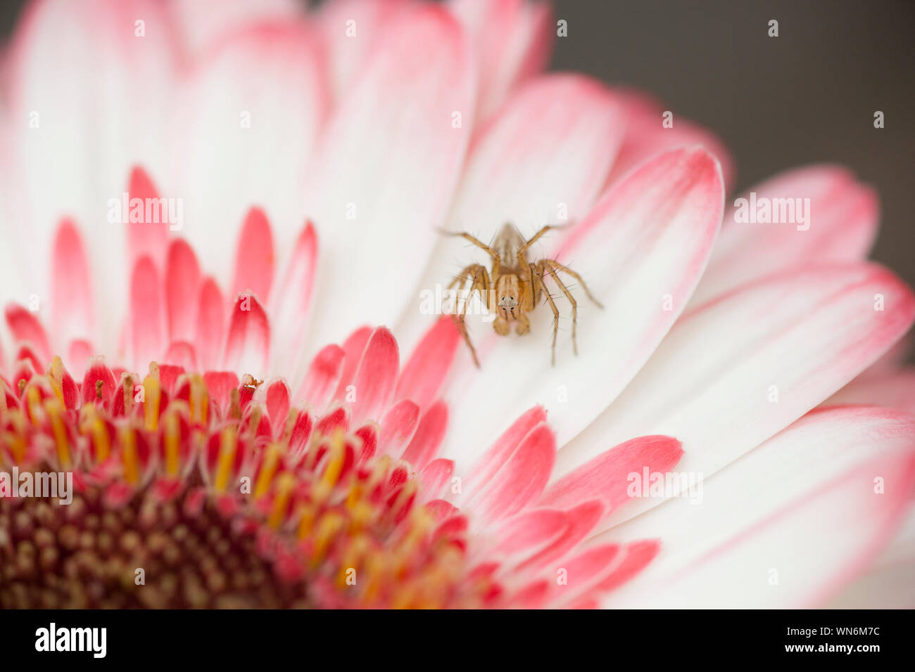 Little garden spider on pink gerbera flower macro Stock Photo - Alamy