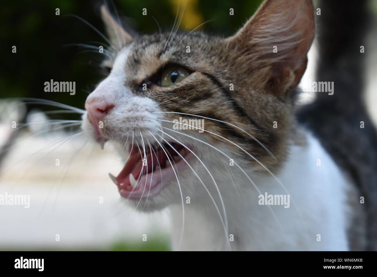 Cat angry eyes hi-res stock photography and images - Alamy