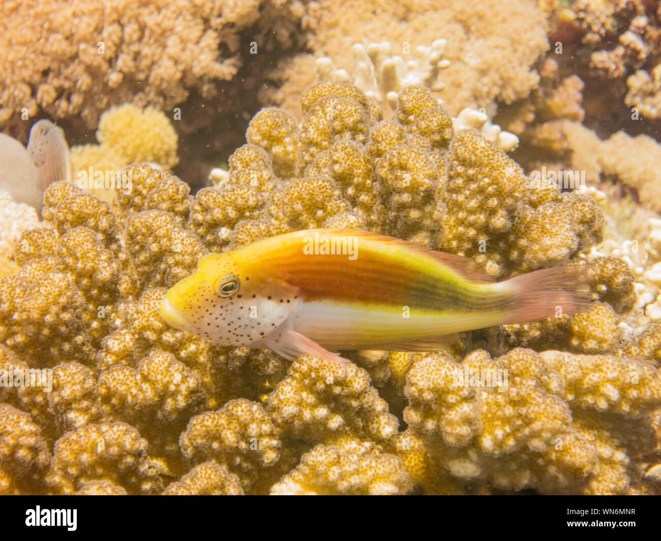 Freckled Hawk Fish Stock Photo - Alamy