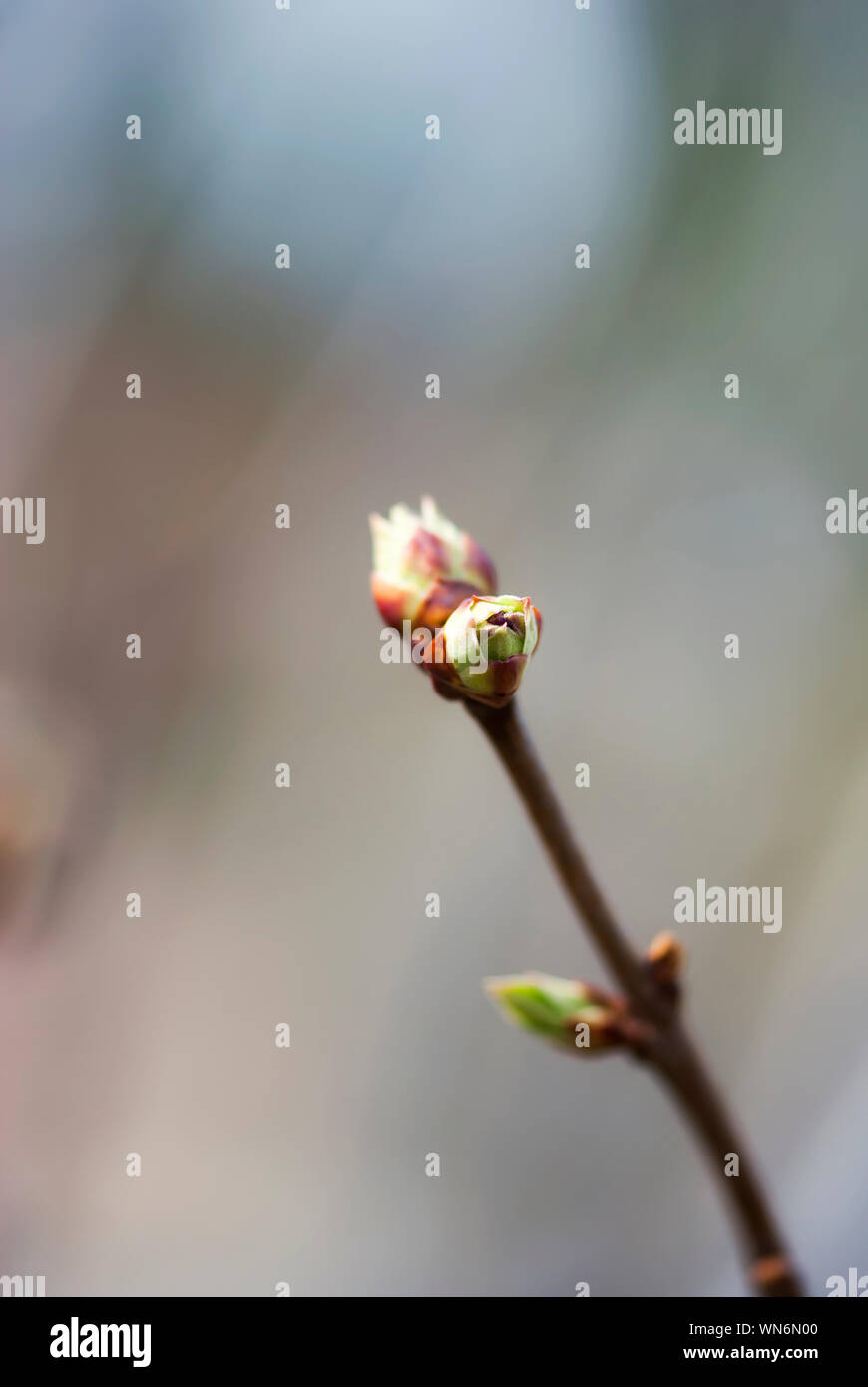 Budding plant isolated hi-res stock photography and images - Alamy