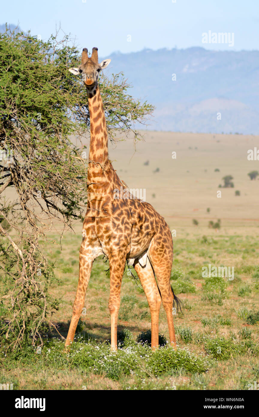 Giraffe standing side by side High Resolution Stock Photography and ...
