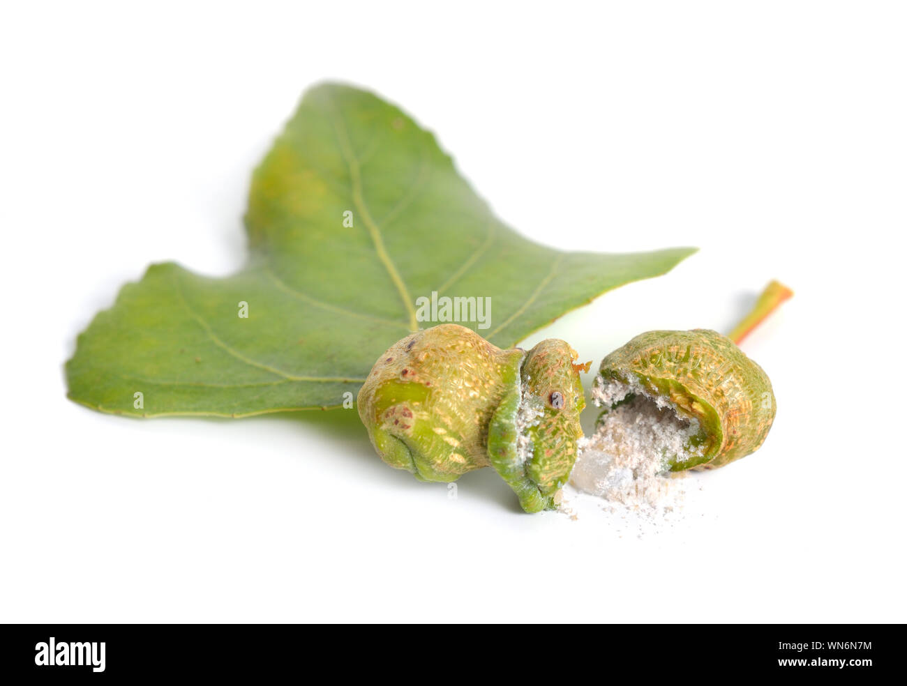 Aspen leaf galls hi-res stock photography and images - Alamy