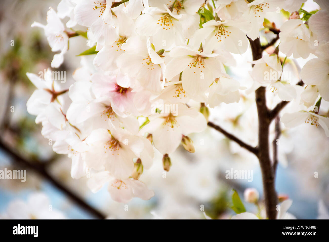 Spring flowers series Beautiful Cherry blossom or sakura flower at ...