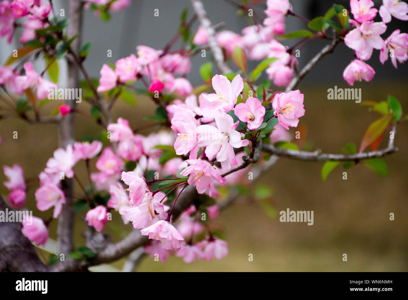 Spring flowers series Beautiful Cherry blossom or sakura flower at ...