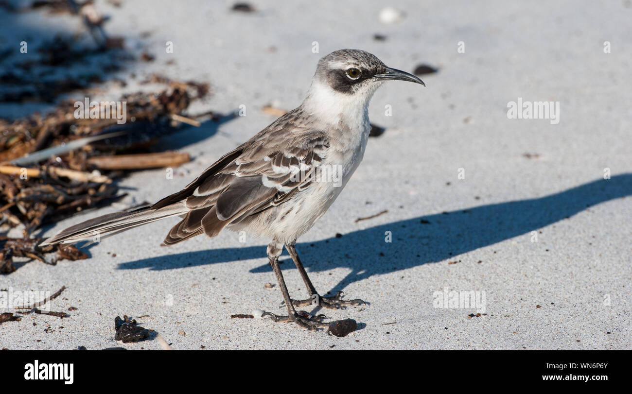 The mocking bird hi-res stock photography and images - Alamy