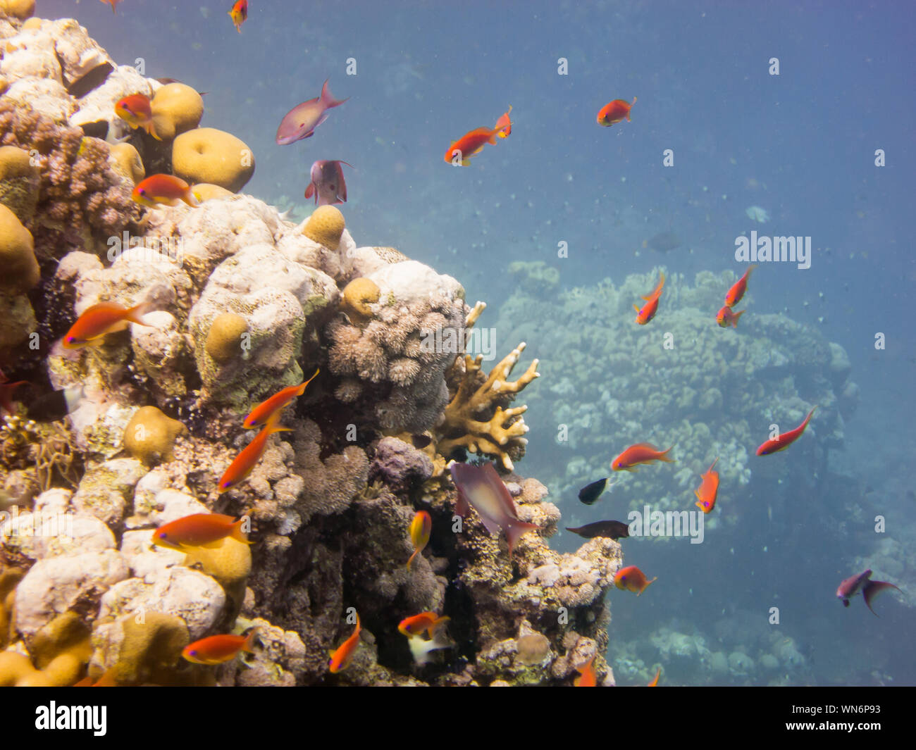 Coral Reef in the Red Sea Stock Photo - Alamy