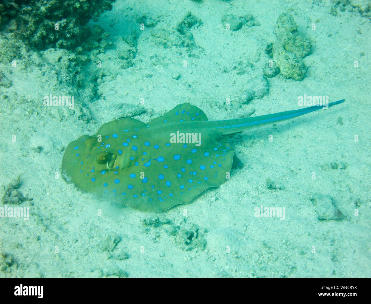 Blue Spotted Sting Ray Stock Photo - Alamy