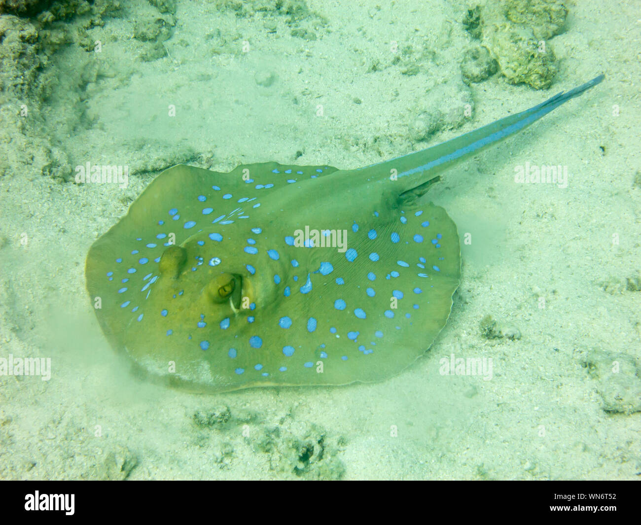 Blue Spotted Sting Ray Stock Photo - Alamy