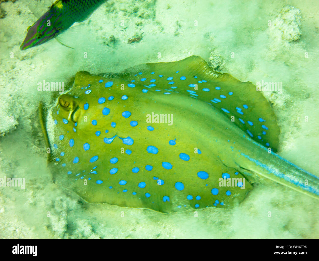 Blue Spotted Sting Ray Stock Photo - Alamy