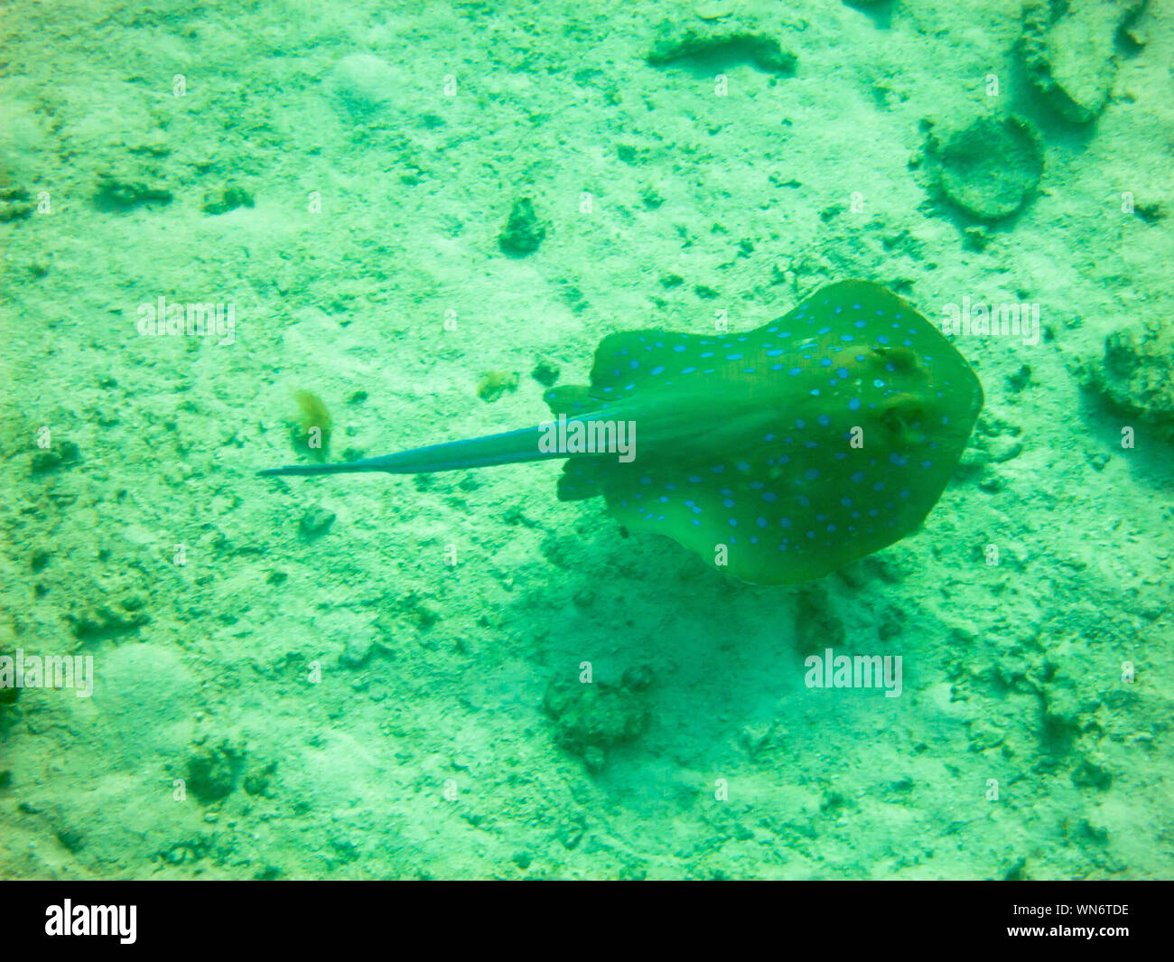 Blue Spotted Sting Ray Stock Photo - Alamy